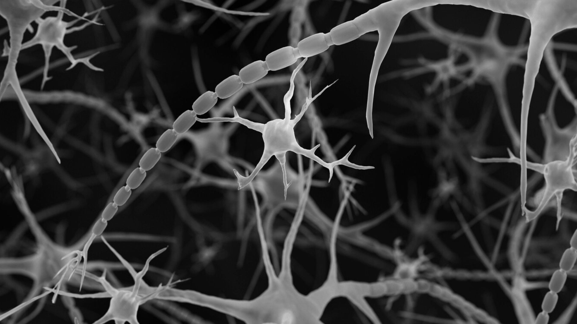 Gliacellen - Nederlands Herseninstituut - KNAW | Master the mind