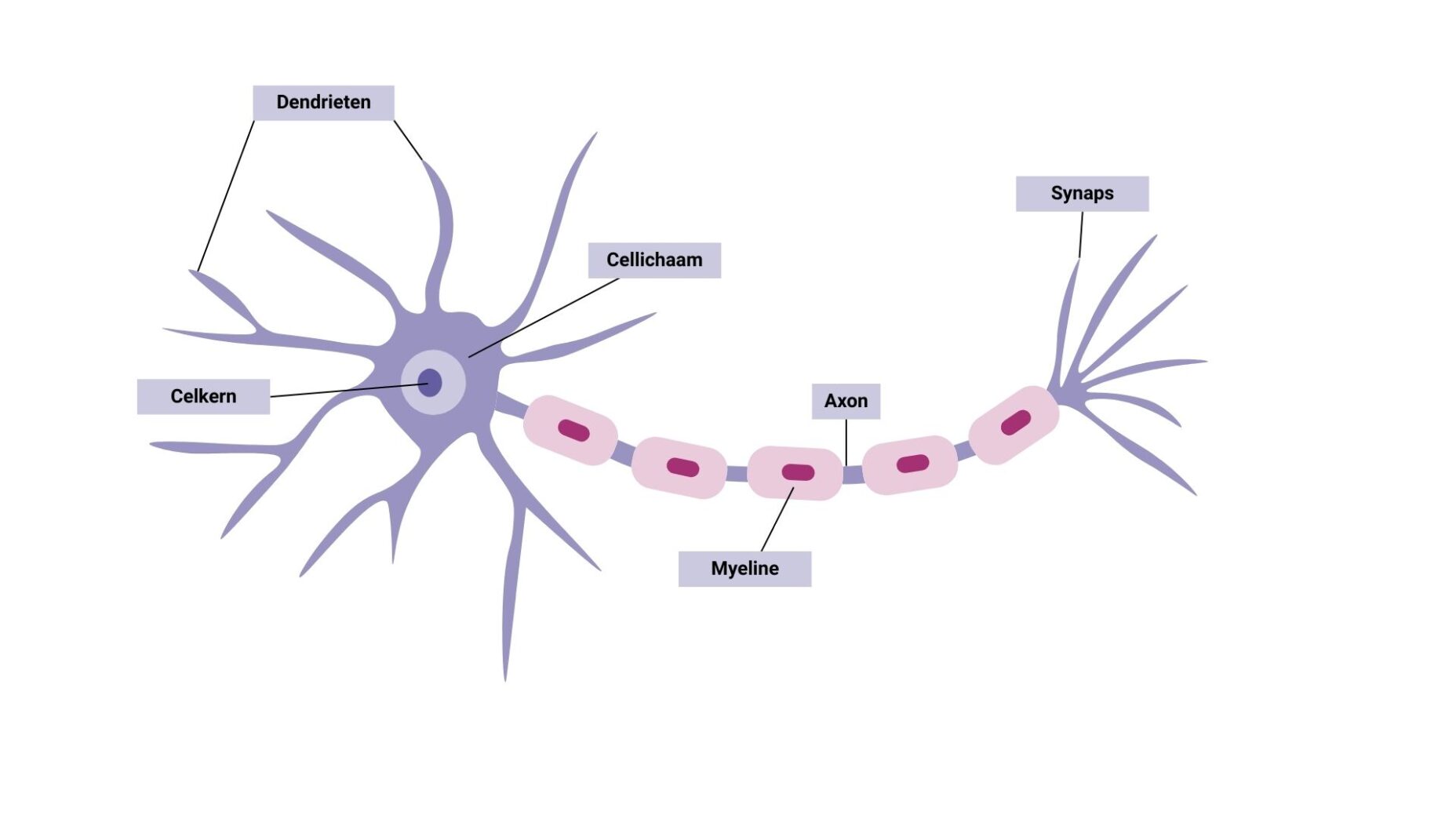Zenuwcellen - Nederlands Herseninstituut - KNAW | Master the mind